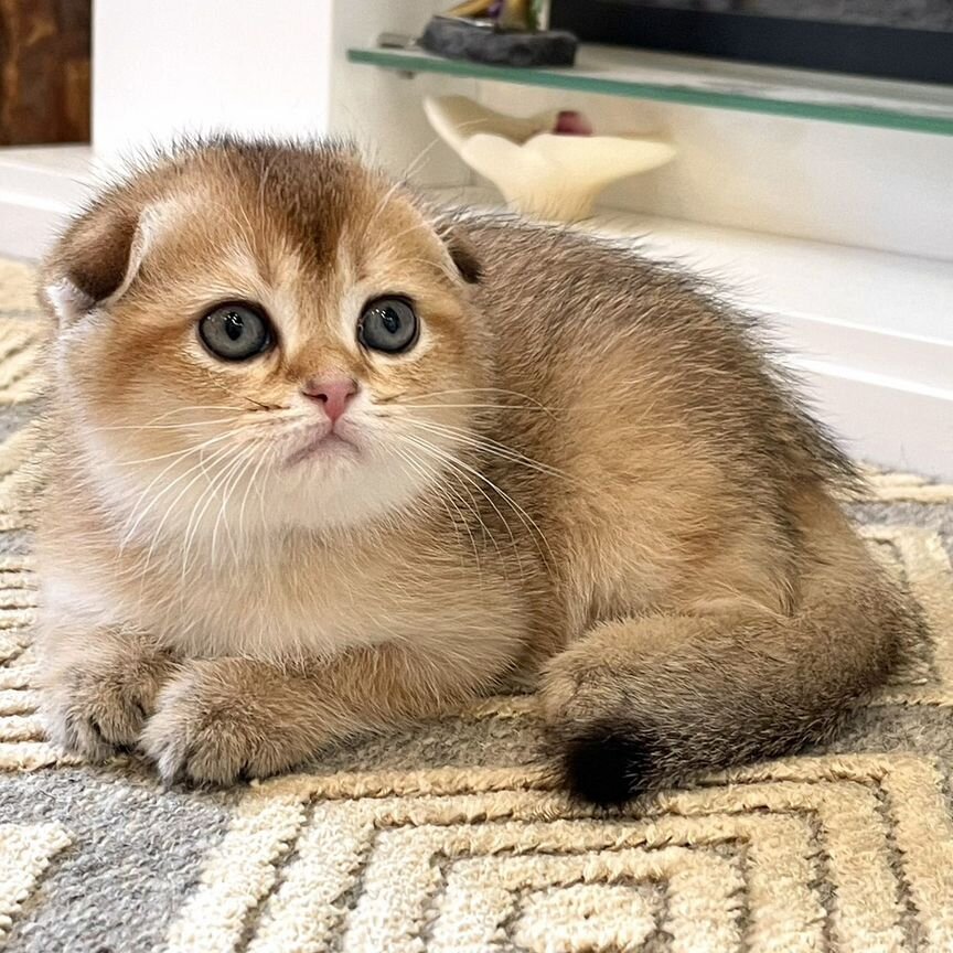 Вислоухий Котик Плюшевый золотой 2 мес