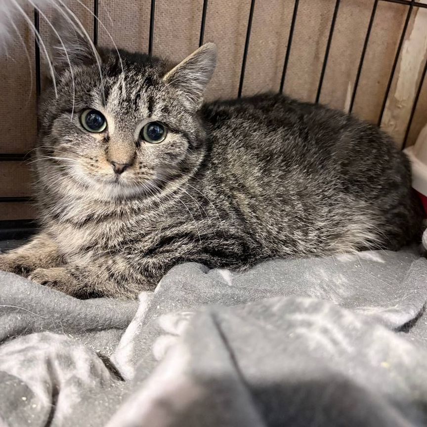 Взрослая, кошка в добрые руки