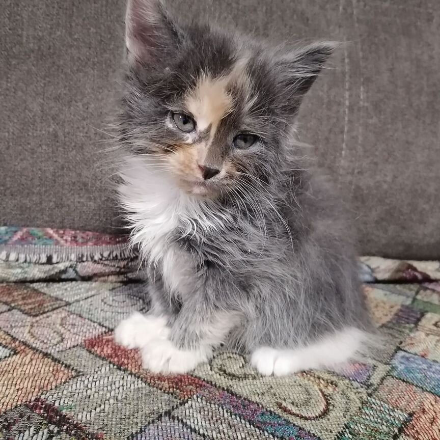 Котята в добрые ручки (дед мейкун)