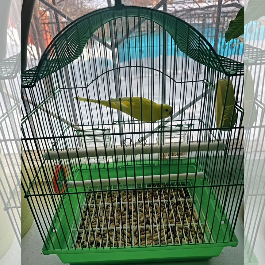 Волнистый попугай с клеткой