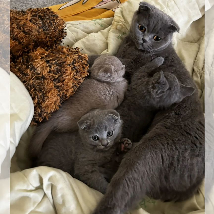Шотландский вислоухий короткошёрстный котёнок