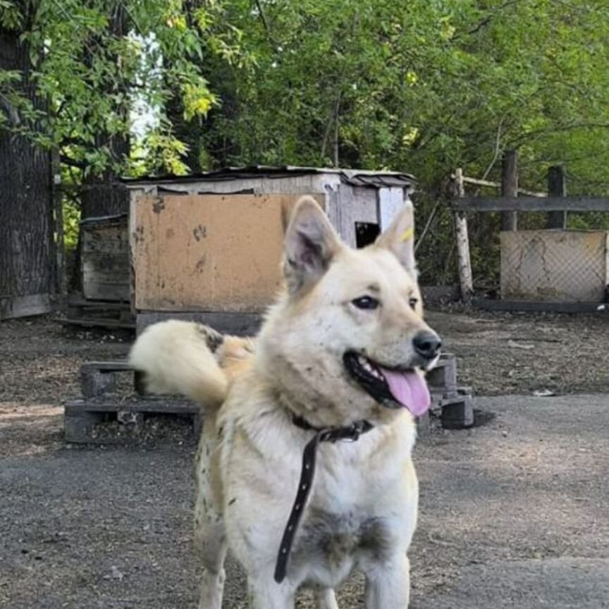 Собачка в добрые руки