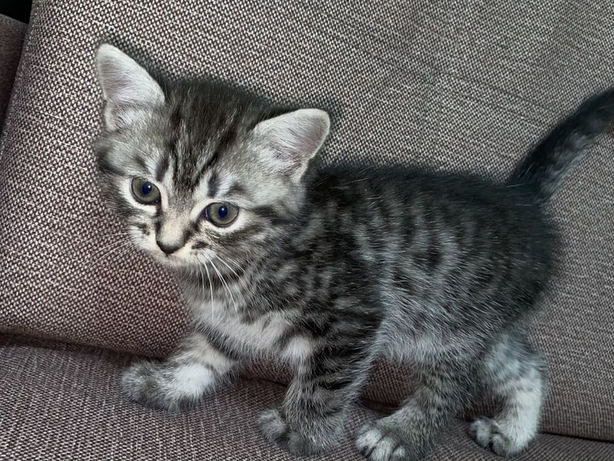 Котенок шотландский мальчик