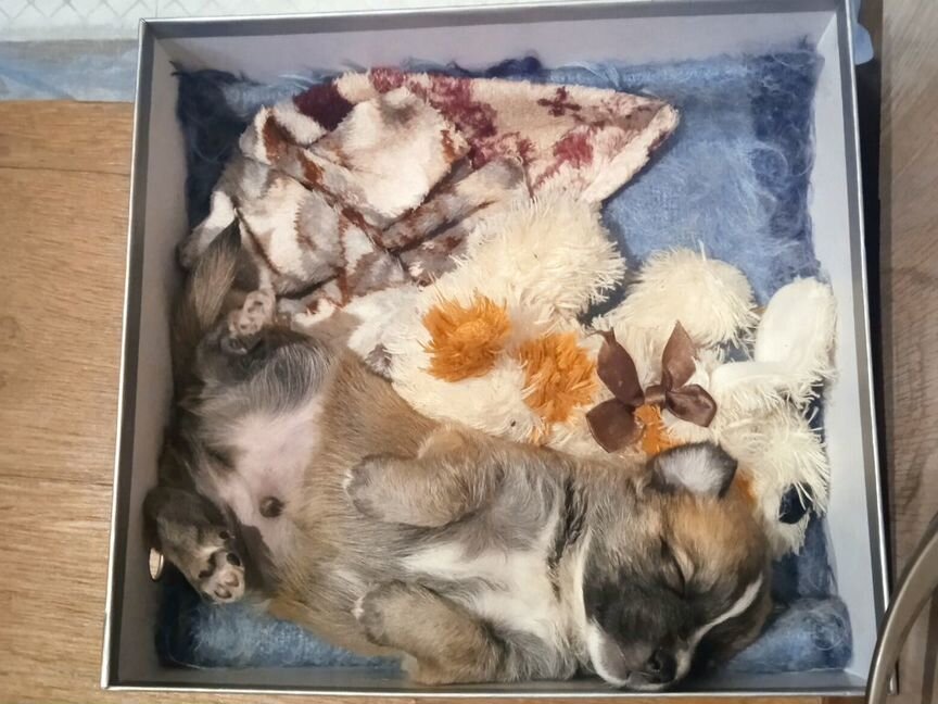 Отдам в добрые руки щенка