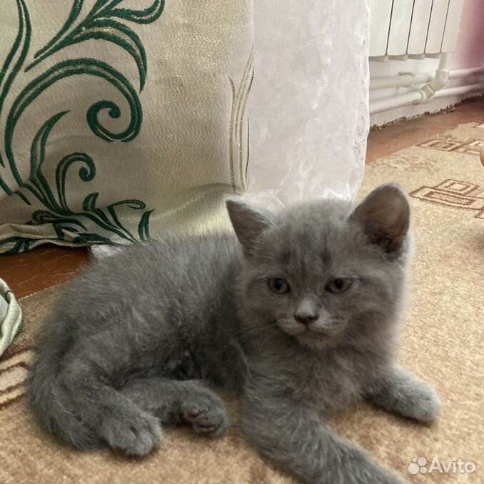 Британец короткошерстный