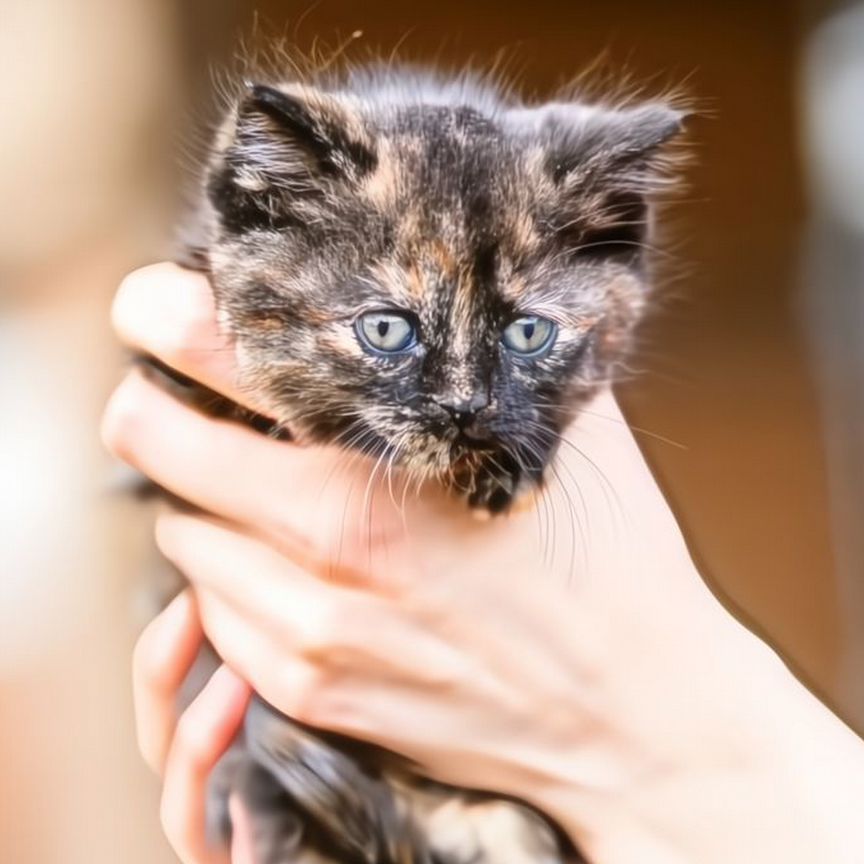 Котёнок в добрые руки