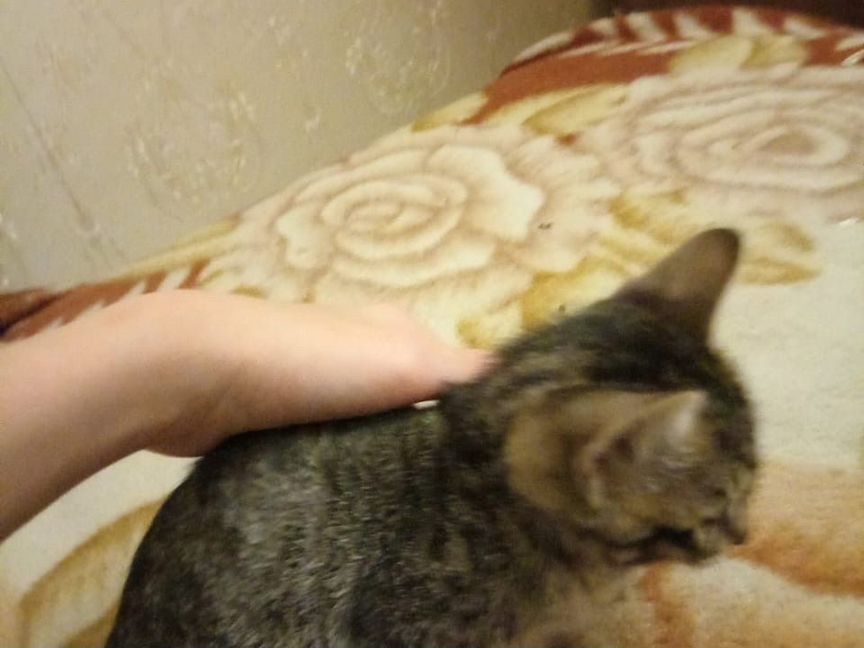 Продам замечательных котят