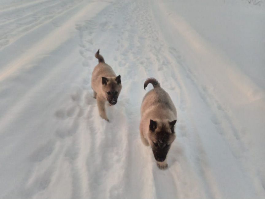 Норвежский серый элкхунд