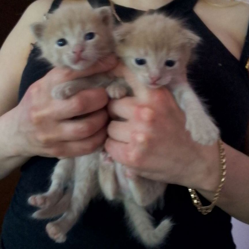 Британский короткошёрстный котёнок