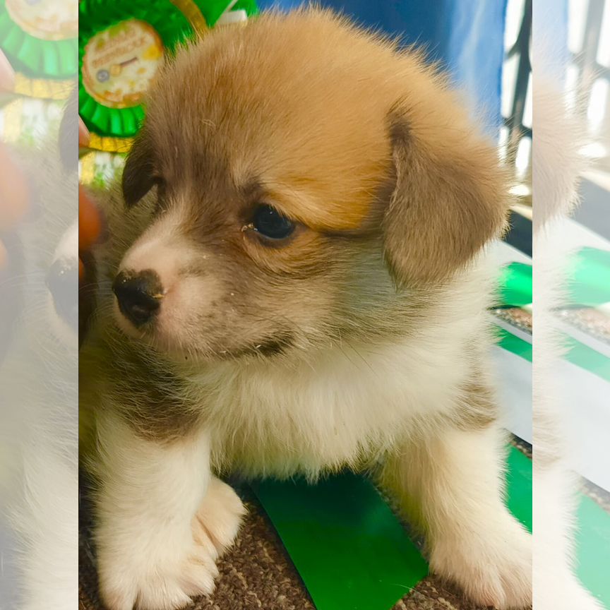 Вельш Корги Пемброк, щенок