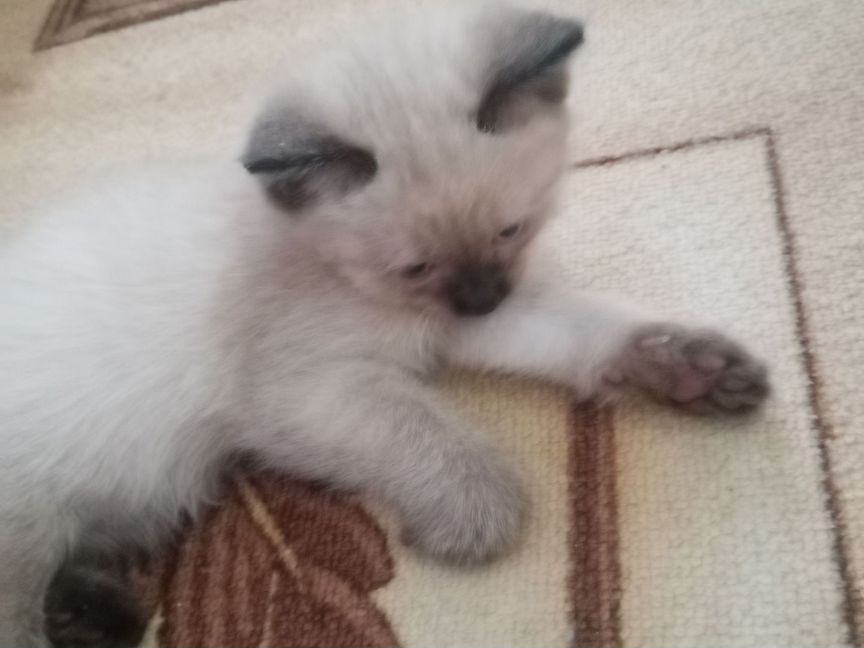 Котята в добрые руки