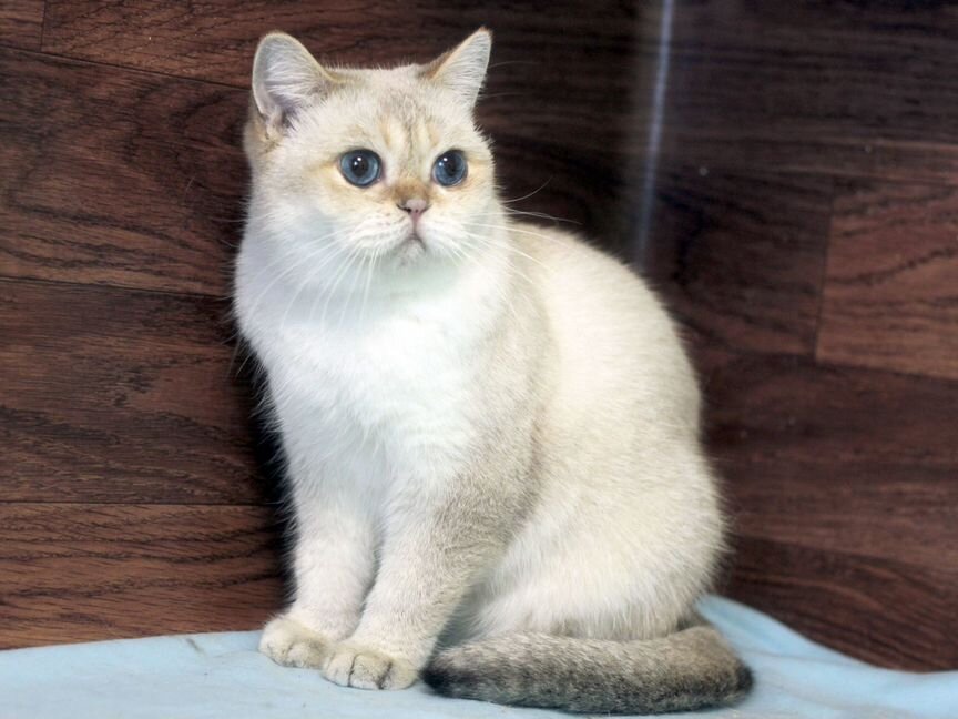 Синеглазая британская золотая кошка