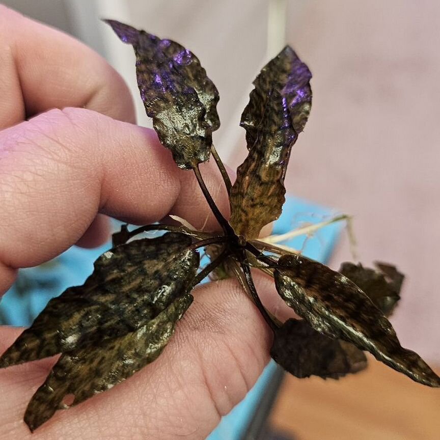 Криптокарина нури