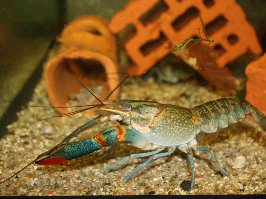 Австралийский красноклешневый рак