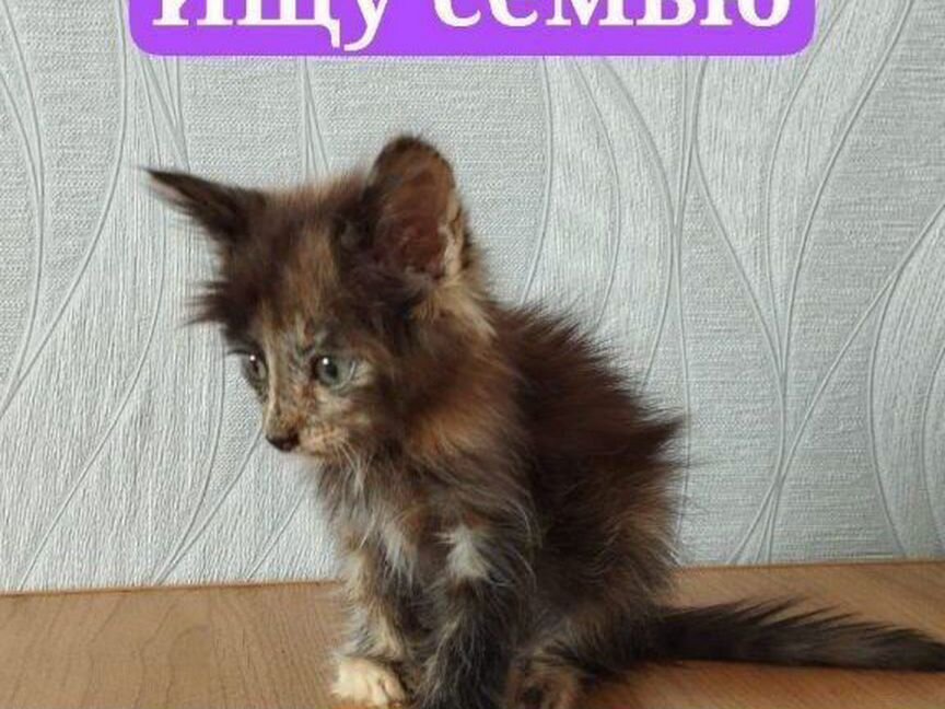 Котята