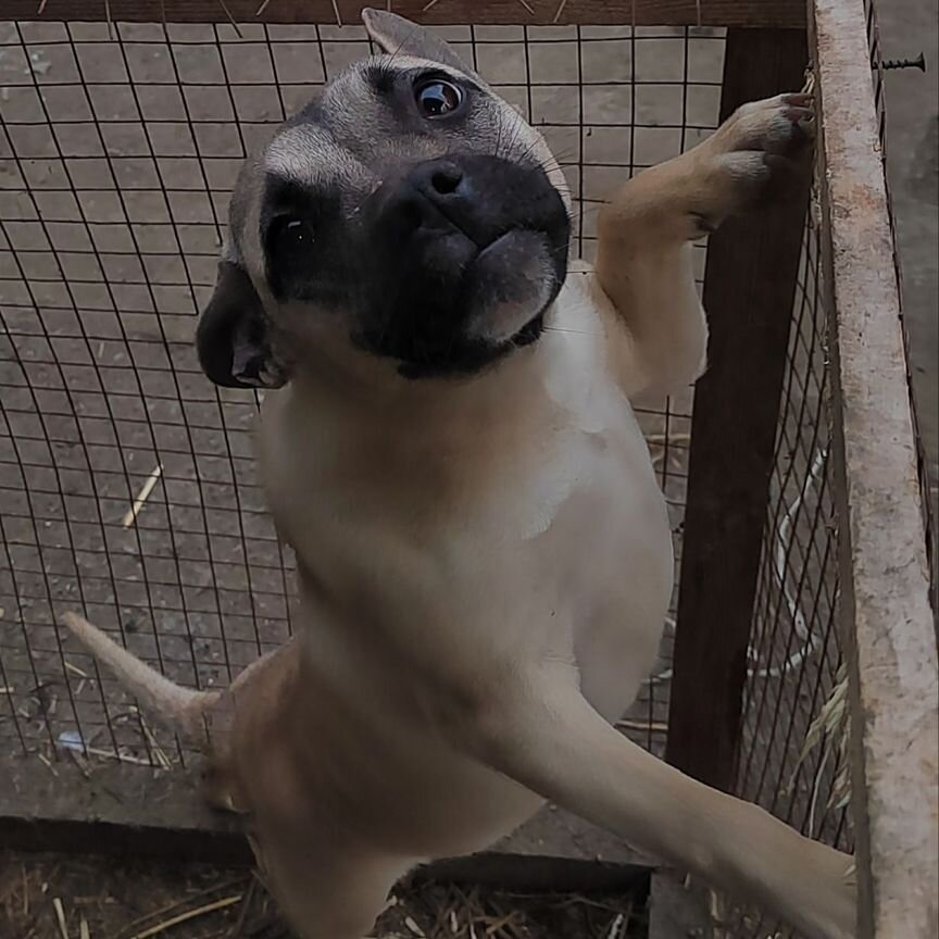 Отдам щенков в добрые руки бесплатно