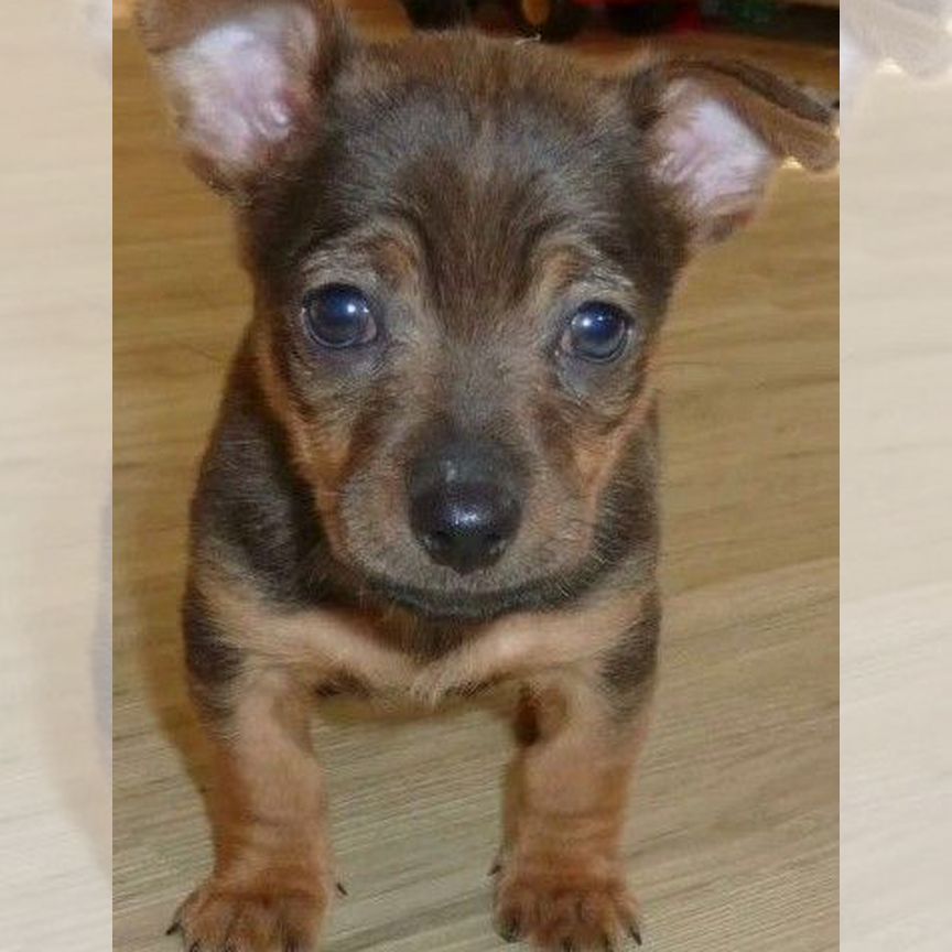 Звоночек в квартиру