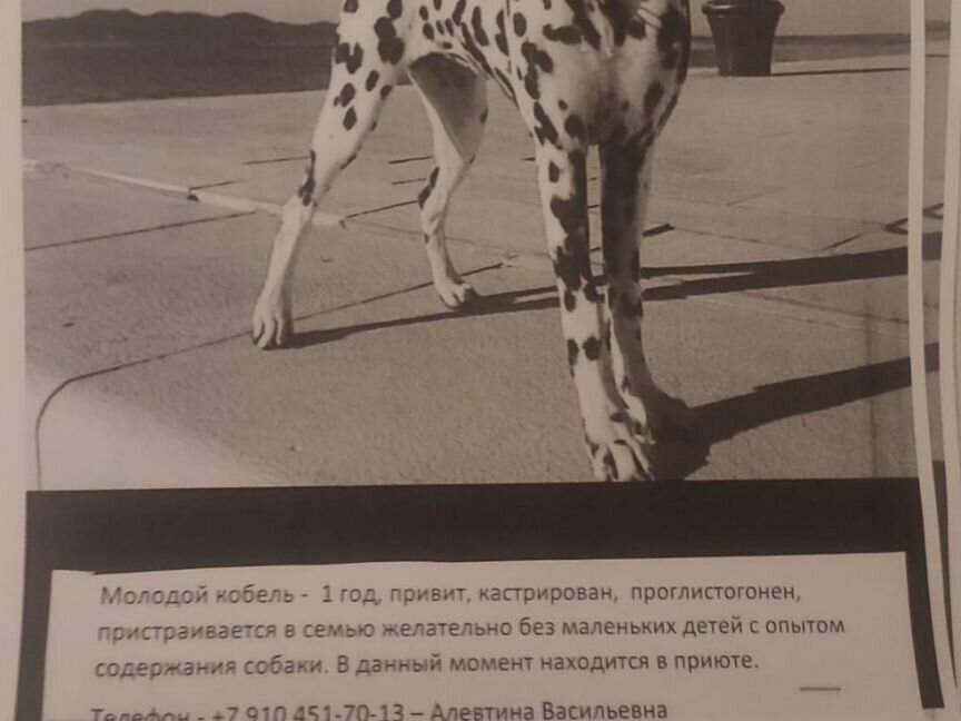 Далматинец