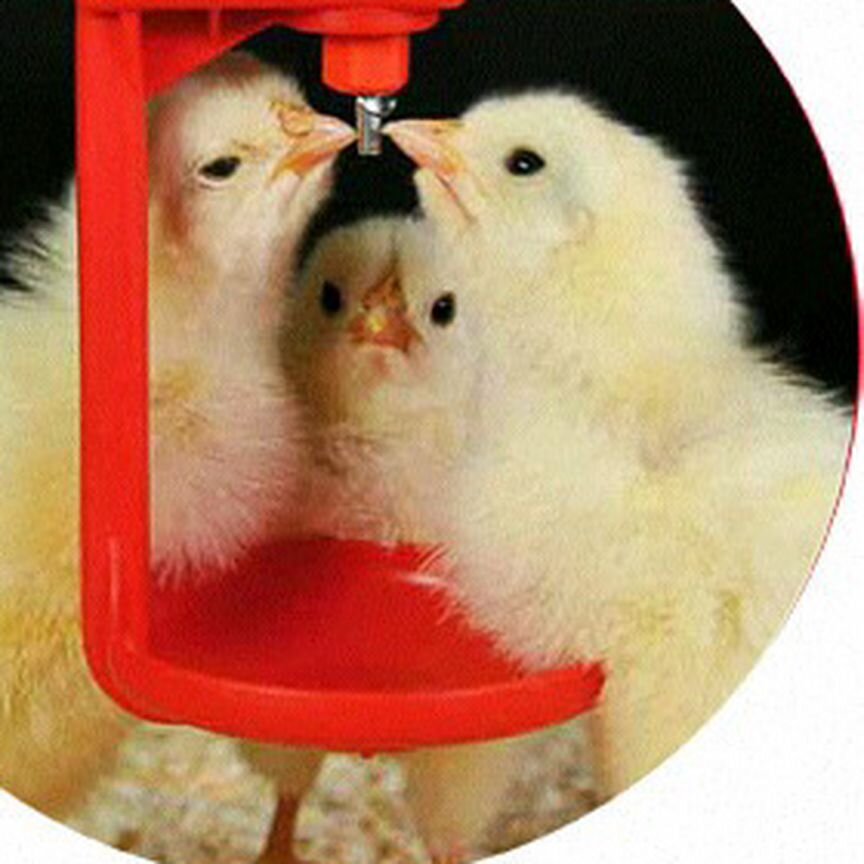 Поилки ниппельные и микрочашечные