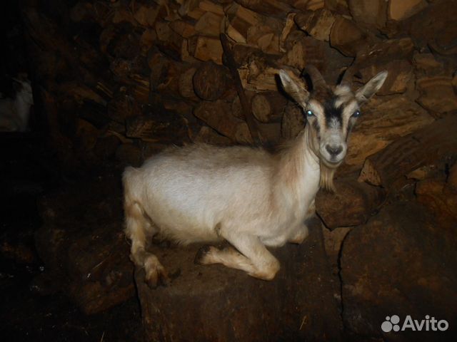 Продаются козы