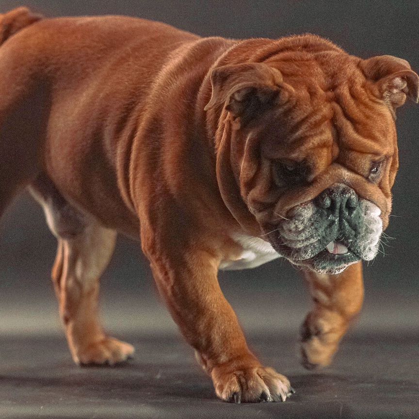 Вязка собак