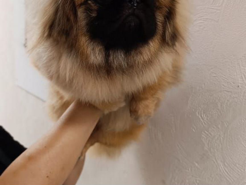 Щенки пекинеса