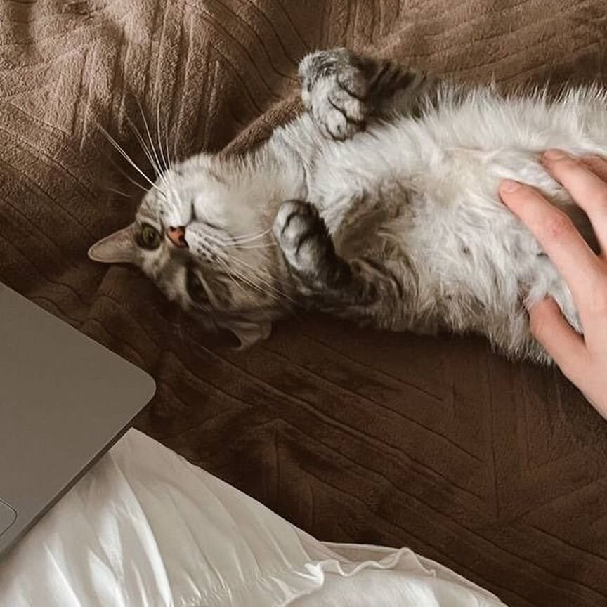 Взрослая кошка в добрые руки