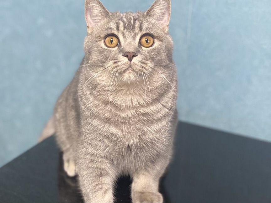 Британские котята