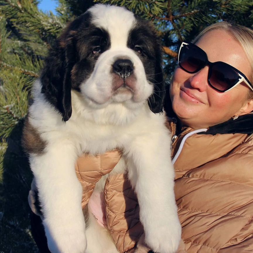 Щенок сенбернара