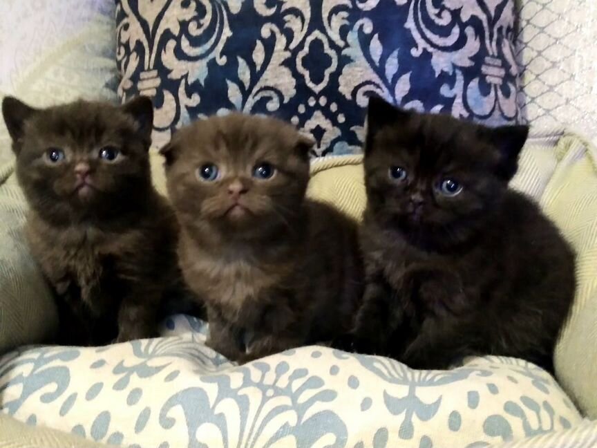 Шотландские котята