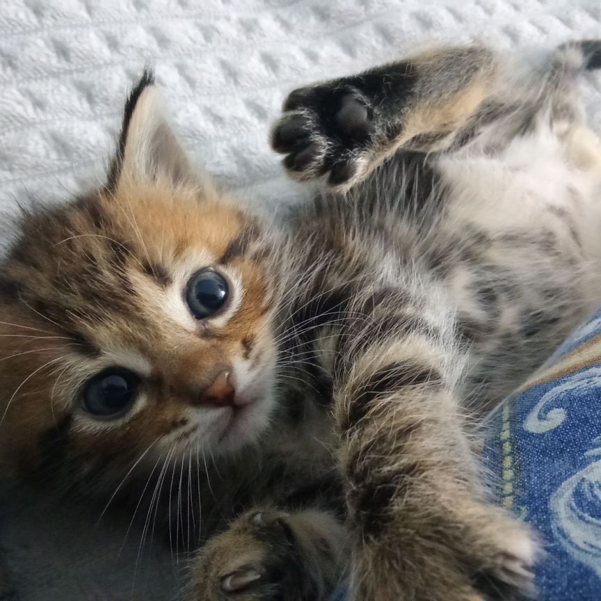 Котята