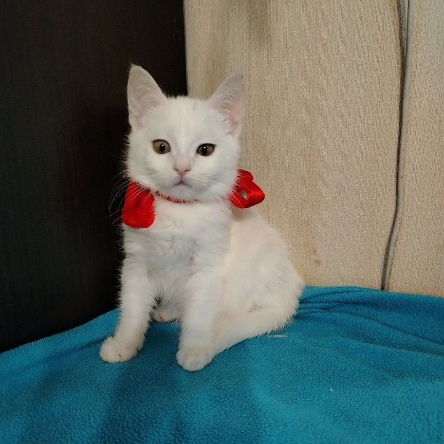 Котята в добрые руки бесплатно