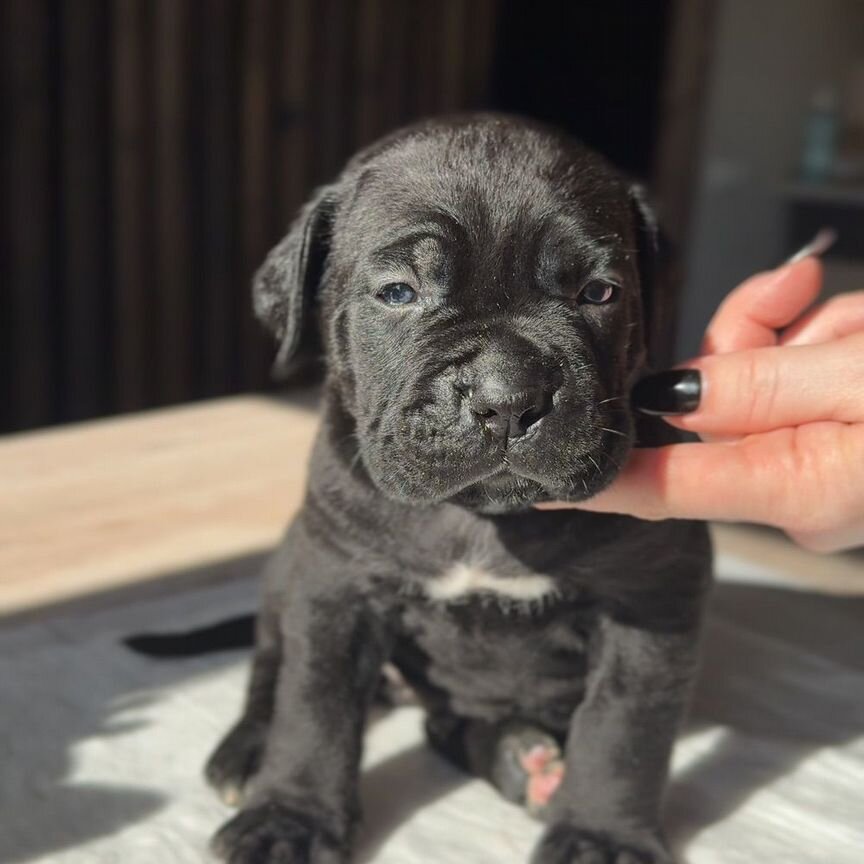 Кане Корсо - черный Дакар