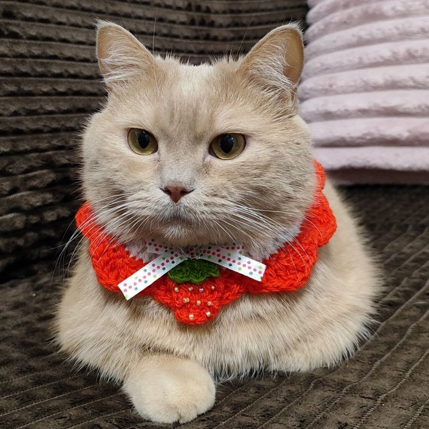 Одежда для животных ручной работы