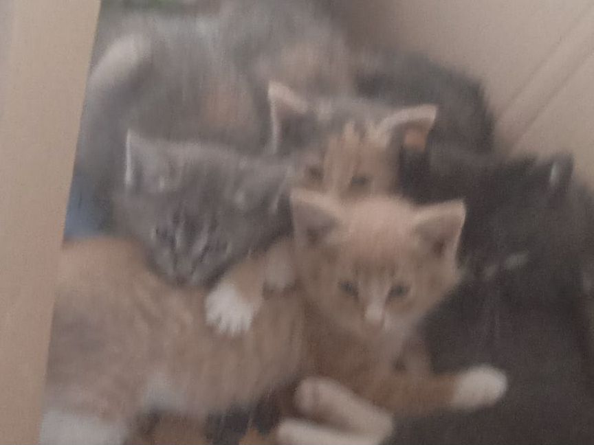 Самые красивые котята