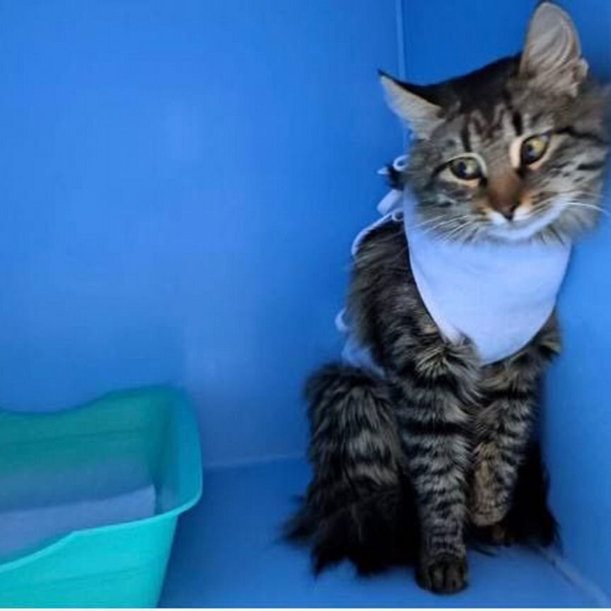 Котенок норвежской лесной живет на улице