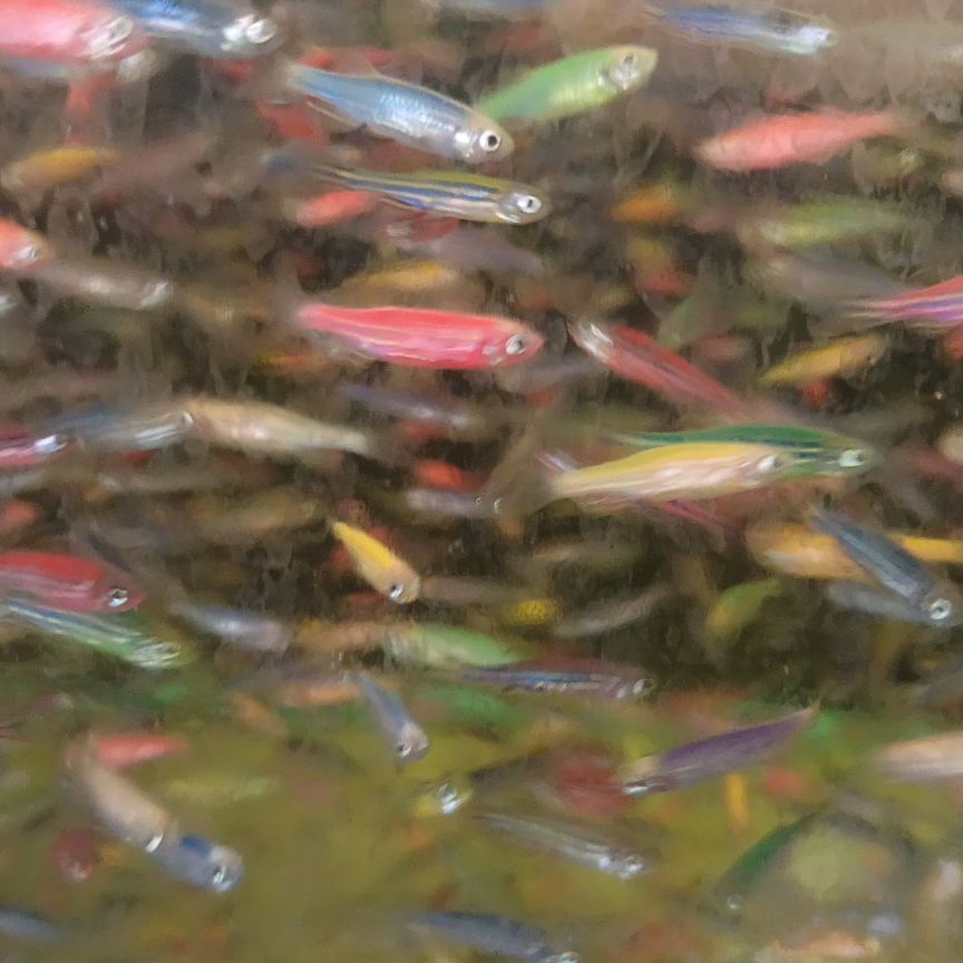 Аквариумные рыбы кормовые