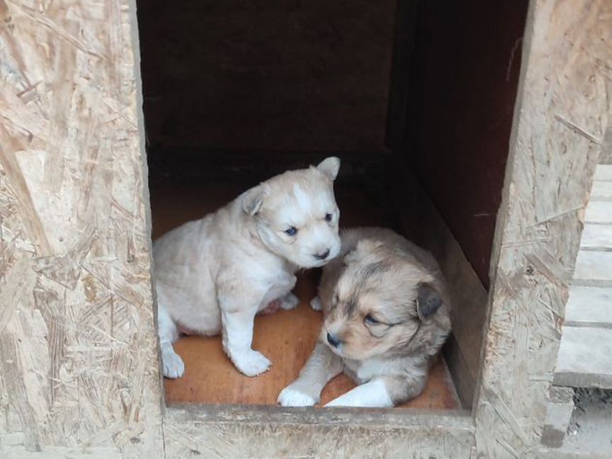 Кутята в добрые руки