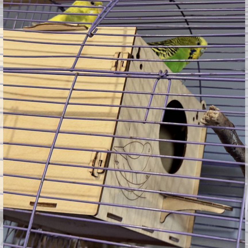 Продам волнистого попугая