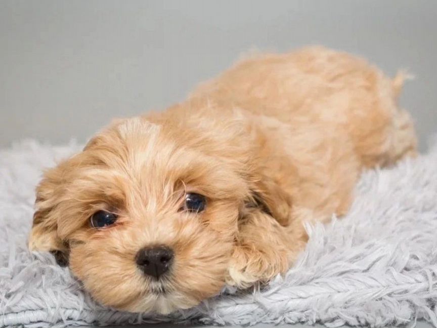 Мальтипу ф1