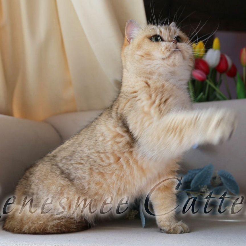 Британская короткошёрстная, взрослая кошка