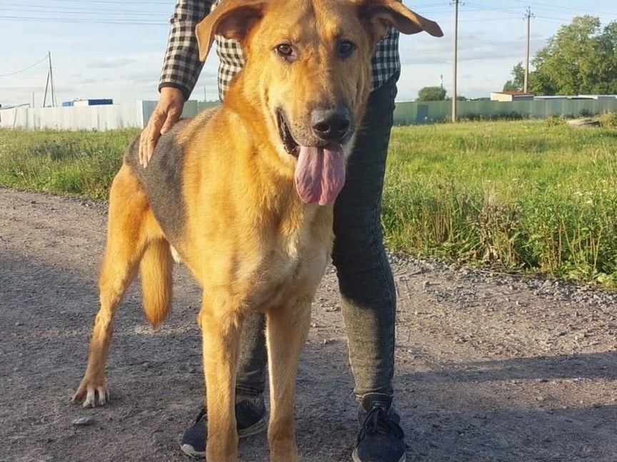 Собака в добрые руки