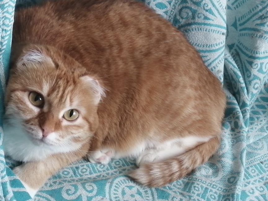 Рыжуля, Алиса, Мурзик, Анфиса, Барсик, Маша