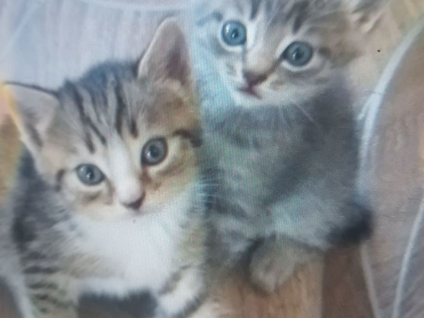 Отдам в добрые руки котиков