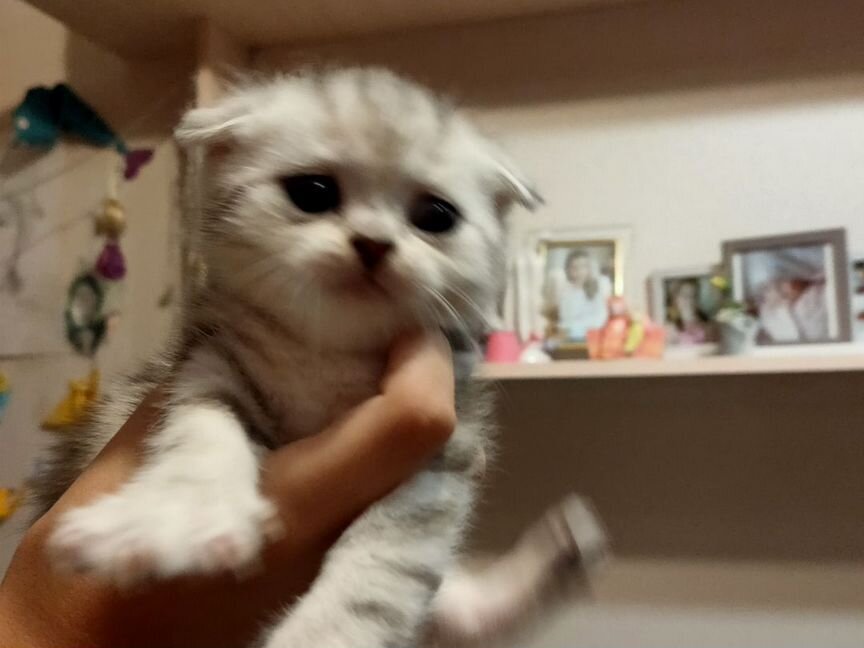 Шотландская вислоухая мрамор