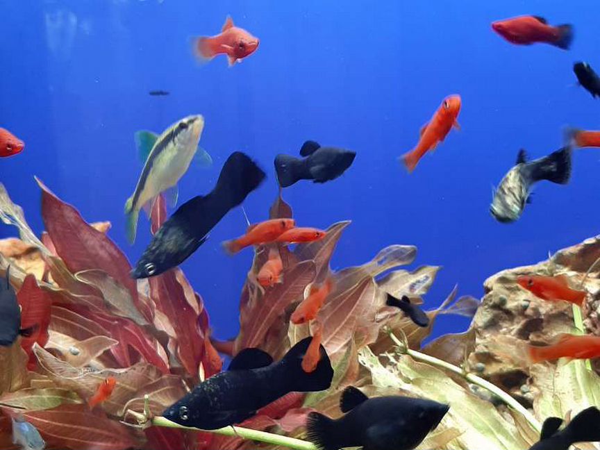 Рыбки меченосцы