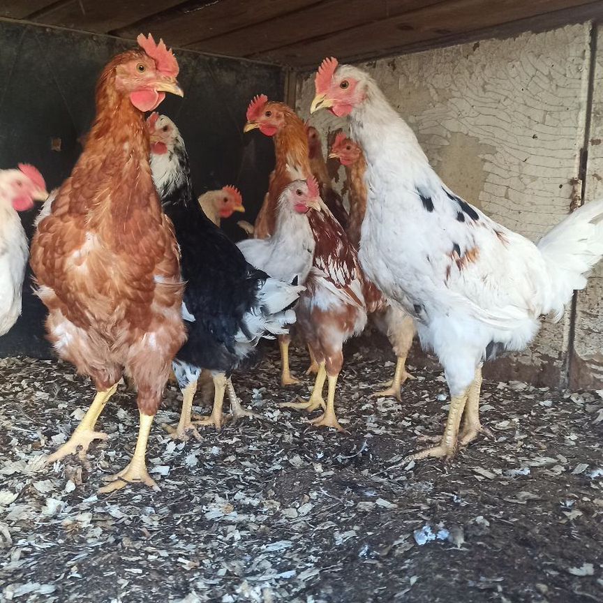 Куры молодки, петушки