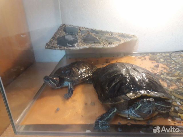 Черепахи красноухие