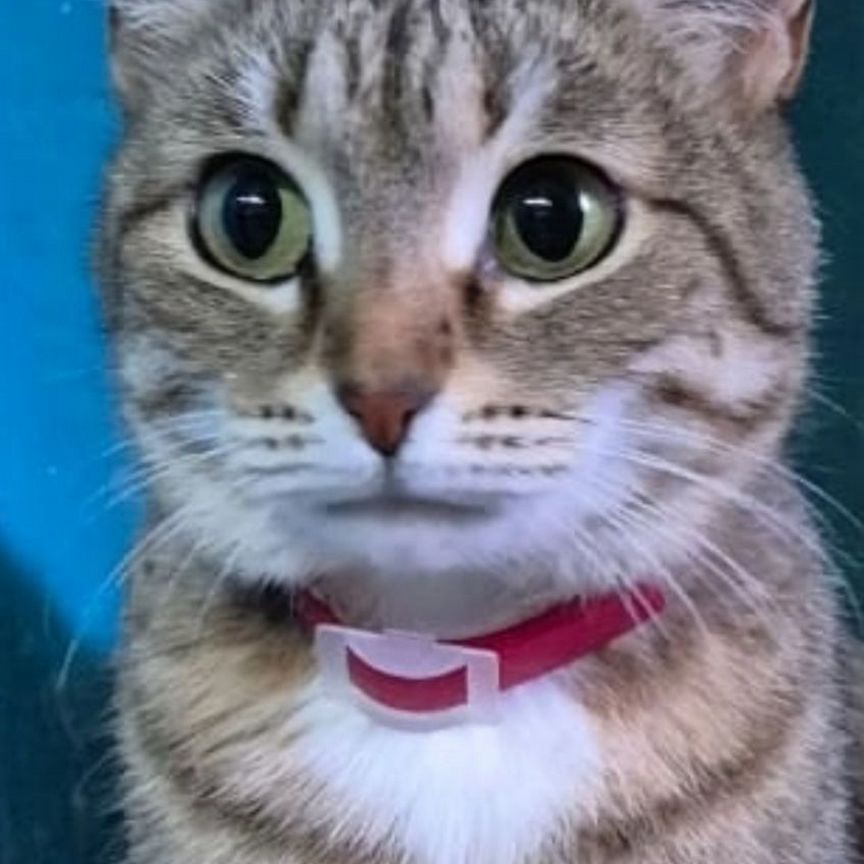 Молодая кошечка