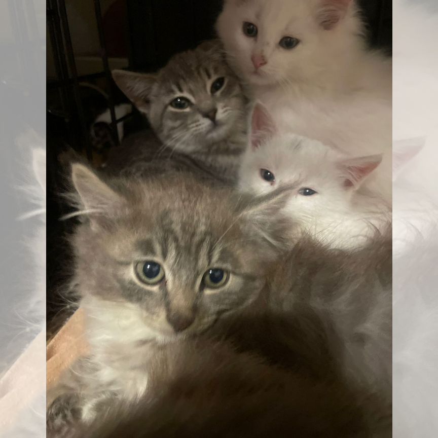 Милые котяточки, спасёныши, в добрые ручки